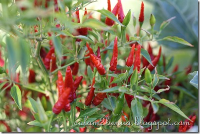Salam Dua Benua: The garden, the dinner and the cake